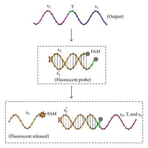 Fluorescent Probe Is Set For Reporting The Output In Qrt Pcr