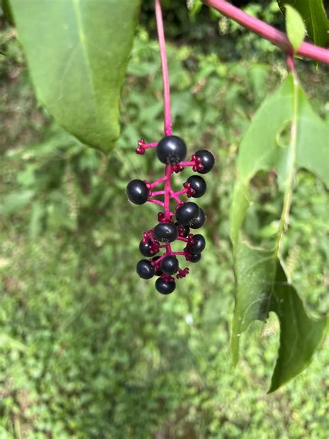 Pokeweed And Native Wildflowers Tate Record