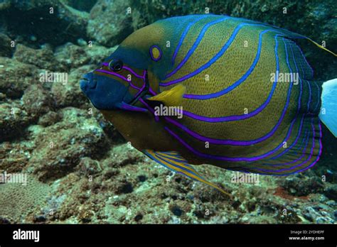 Stunning Emperor Angelfish Gracefully Swims Through A Vibrant Coral