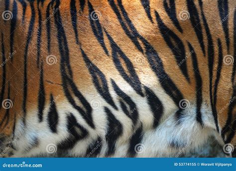 Tiger Fur Stripe Pattern Background Stock Image Image Of Close Real