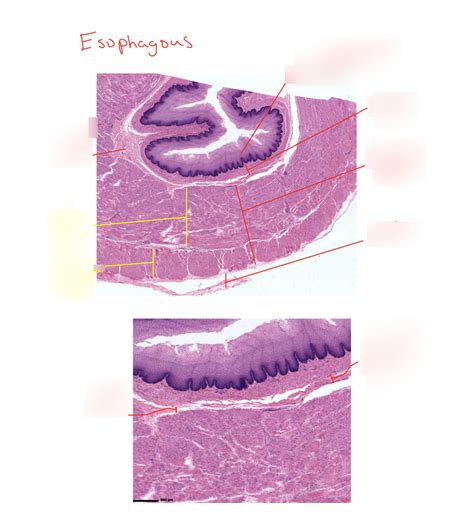 Esophagus Histology Diagram Quizlet