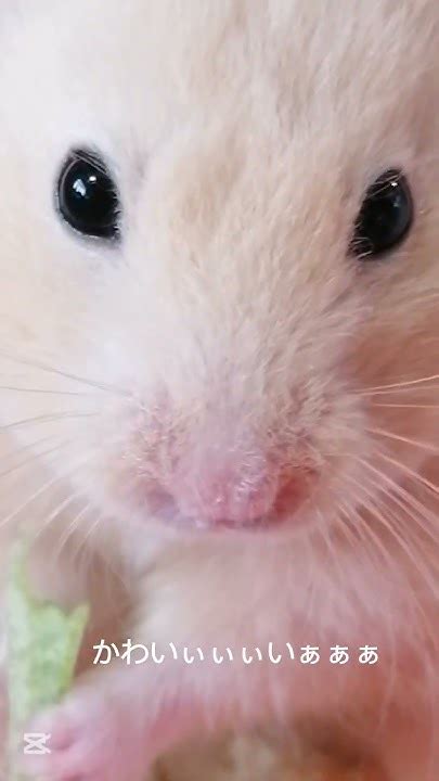 キンクマハムスター、名前ティム Youtube