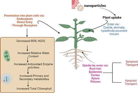The Small Nps Enter Plant Roots Through Root Epidermal Cells Capillary