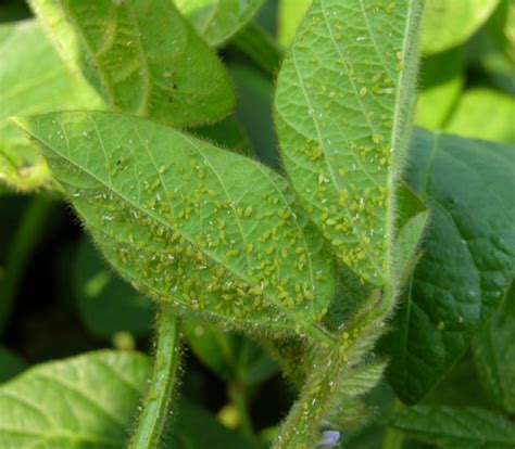Soybean Aphid Scouting Begins Field Crop News