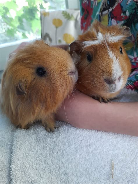 Moonfleet Boarding Chickerell