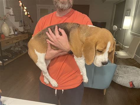 Why Are Beagles Used In Lab Testing — All About Beagles