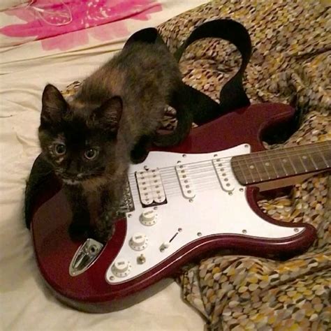 Cats With Guitar