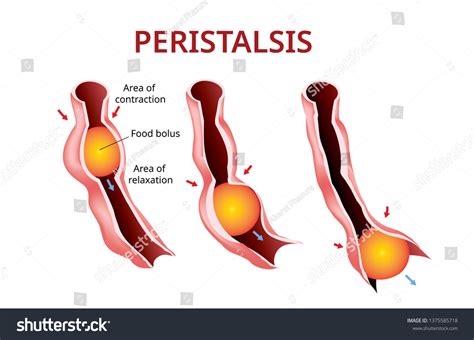 Peristaltic Movement 34 Images Photos Et Images Vectorielles De