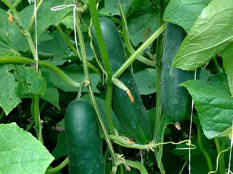 Cultivo De Pepino Novagro México