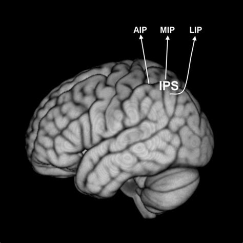 The Ppc Of The Human Brain In Particular Three Regions Of The