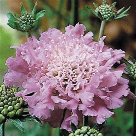Varieties For Scabiosa