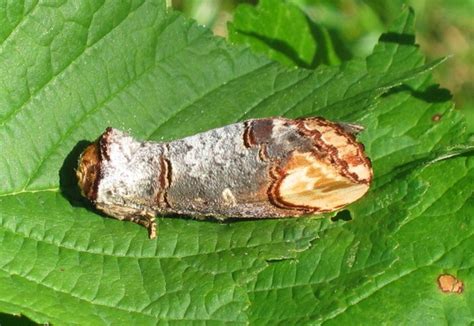 Phalera Bucephala Phalera Bucephala Picture Insect