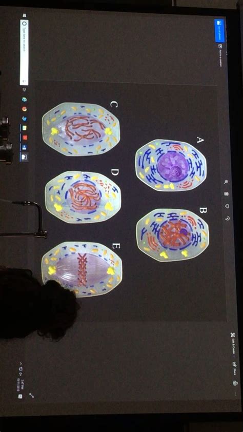 Stages Of Mitosis Diagram Quizlet Stages Of Mitosis Diagram Quizlet