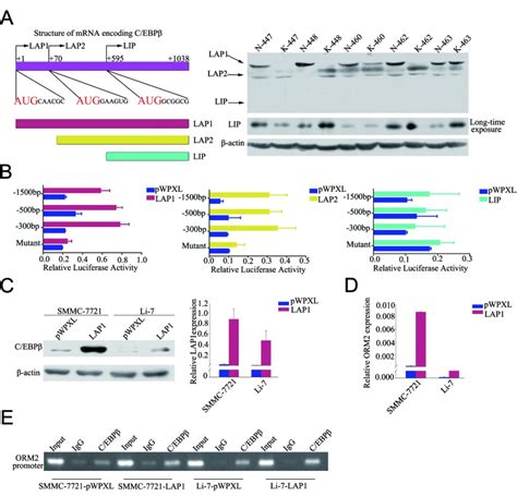 Orosomucoid 2 Inhibits Tumor Metastasis And Is Upregulated By Ccaat