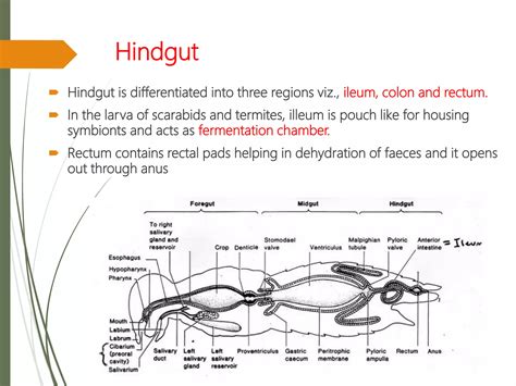 Insect Digestive System Pptx