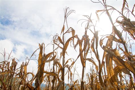 Ffar Grant Maps Corn Drought Tolerance Genes Foundation For Food And Agriculture Research
