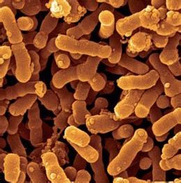 Bifidobacterium Breve The Unique Anaerobic Bacteria Bacillus Rod