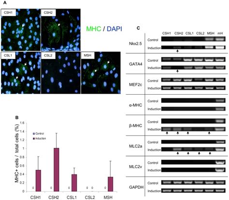 A All Cell Populations Were Stained For Cardiomyocyte Specific Marker