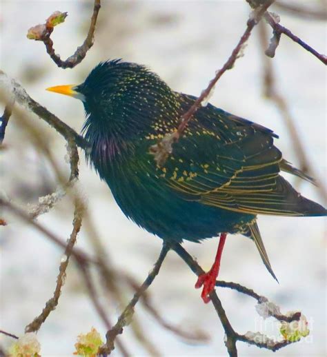 Fluffed Starling Photograph By Rrrose Pix Fine Art America