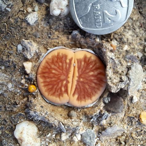 Lithops Julii Cv Kikusiyo Giyoku Aslanders Succulent Shop