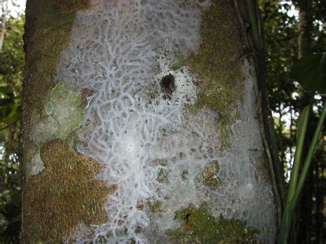 Embioptera краткая систематика насекомых