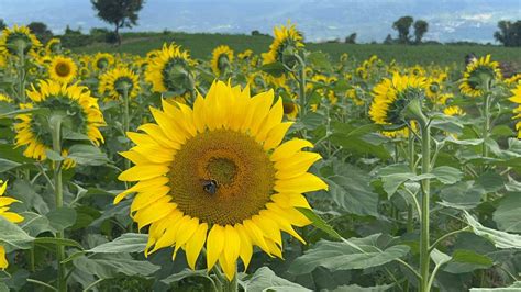 Seferino Rosado Y Su Trabajo Detrás De Un Campo De Girasoles En San