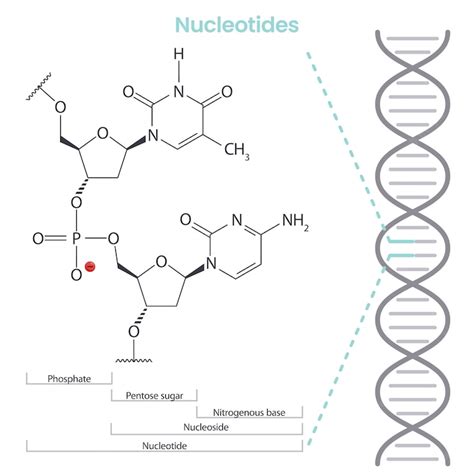 Nucleotide Scientific Biochemistry Vector Illustration Infographic