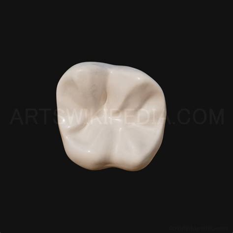 3d Model Of Maxillary Left First Moler
