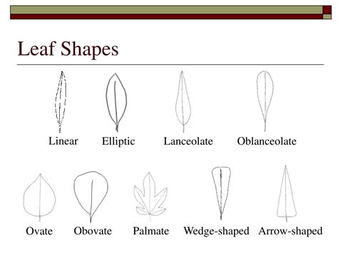 Ppt Morphology Of Range Plants Powerpoint Presentation Free Download