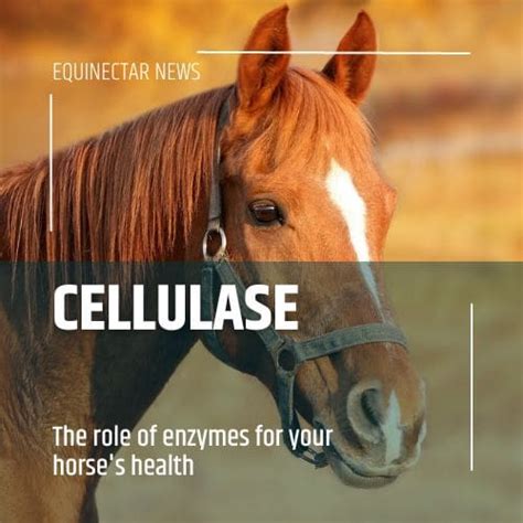 Cellulase Equinectar