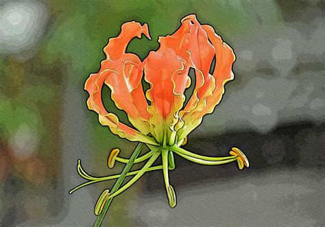 サキシマスオウノキの栽培環境や植物の特徴をわかりやすく解説