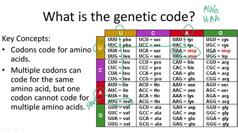 The Genetic Code Youtube
