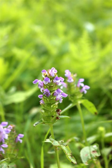 16 Weeds With Purple Flowers Identification Guide — Practical Self
