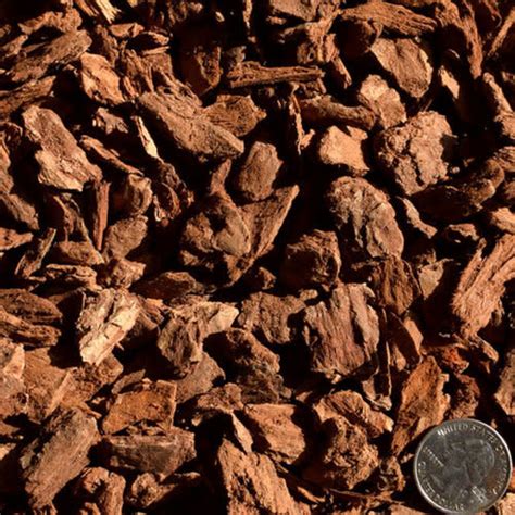 Small Fir Bark Evergreen Nursery