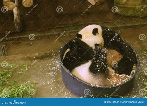 giant pandas wu wen and fan xing take a sawdust bath in ouwehands stock