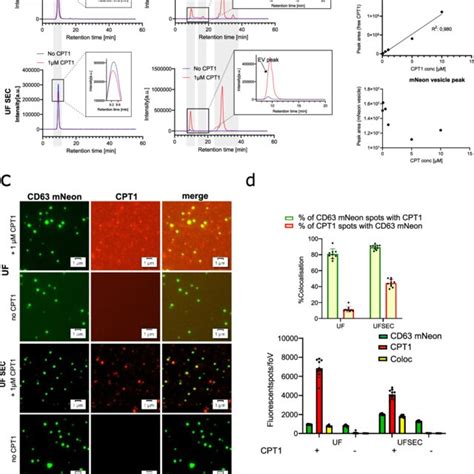 Characterisation Of Small Molecule Loaded Evs By Cryo Tem Uf Sec Download Scientific Diagram