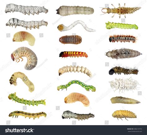 White Larvae Identification Tiny Worms In Bed [black White Worms In