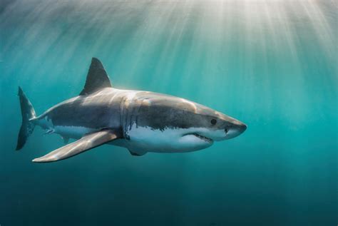 Disappearance Of Great White Sharks From Sas Coastline