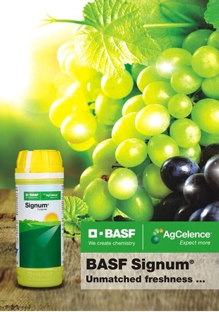 Basf Signum Boscalid 252 Pyraclostrobin 128 Wg Fungicide
