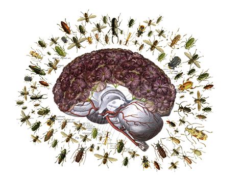 Travis Bedel Anatomical Collages Collateral