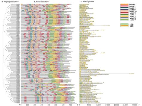 Phylogenetic Relationships Gene Structure And Architecture Of