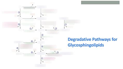 Degradative Pathways For Glycosphingolipids Diagram Quizlet