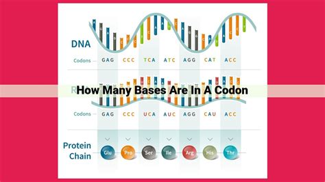 What Is A Codon Understanding The Building Blocks Of Protein Synthesis