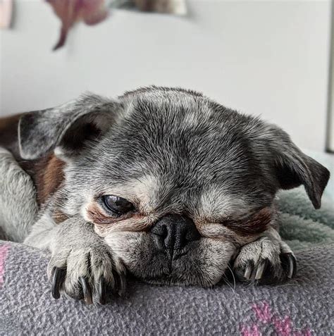 Suji Deep In Tough R Pugs
