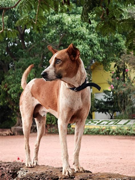 How Can You Check How Many Cores Your Cpu Has