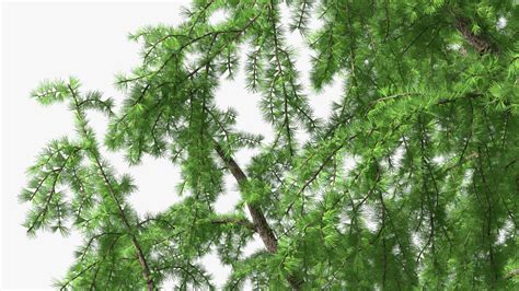 Tall Larch Tree Green 3d Model 49 3ds Blend C4d Fbx Max Ma Lxo Obj Free3d