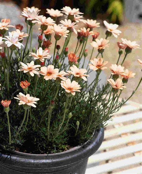 Rhodanthemum Hosmariense Zagora Orange Hayloft