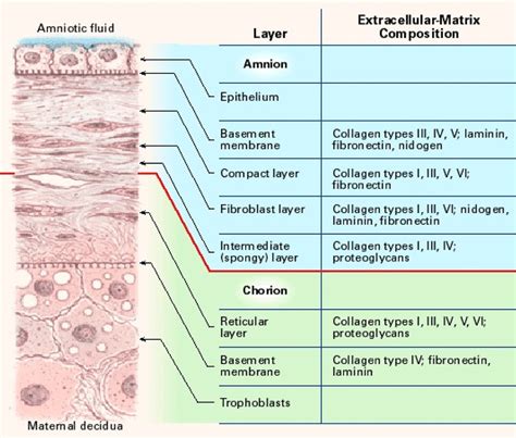 Schematic Structure Of The Fetal Membrane 23 32 Download