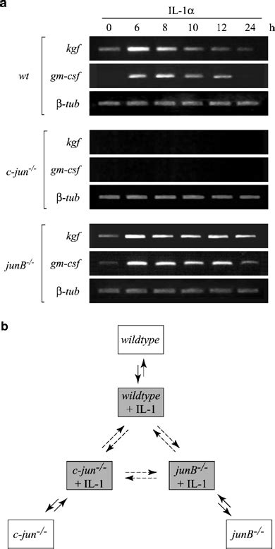 Induction Kinetics Of Two Known Ap 1 Target Genes Upon Il 1 Treatment