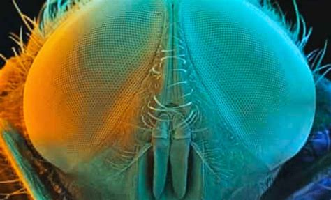 A Deadly Flesh Eating Fly Makes A Terrifying Comeback Across America